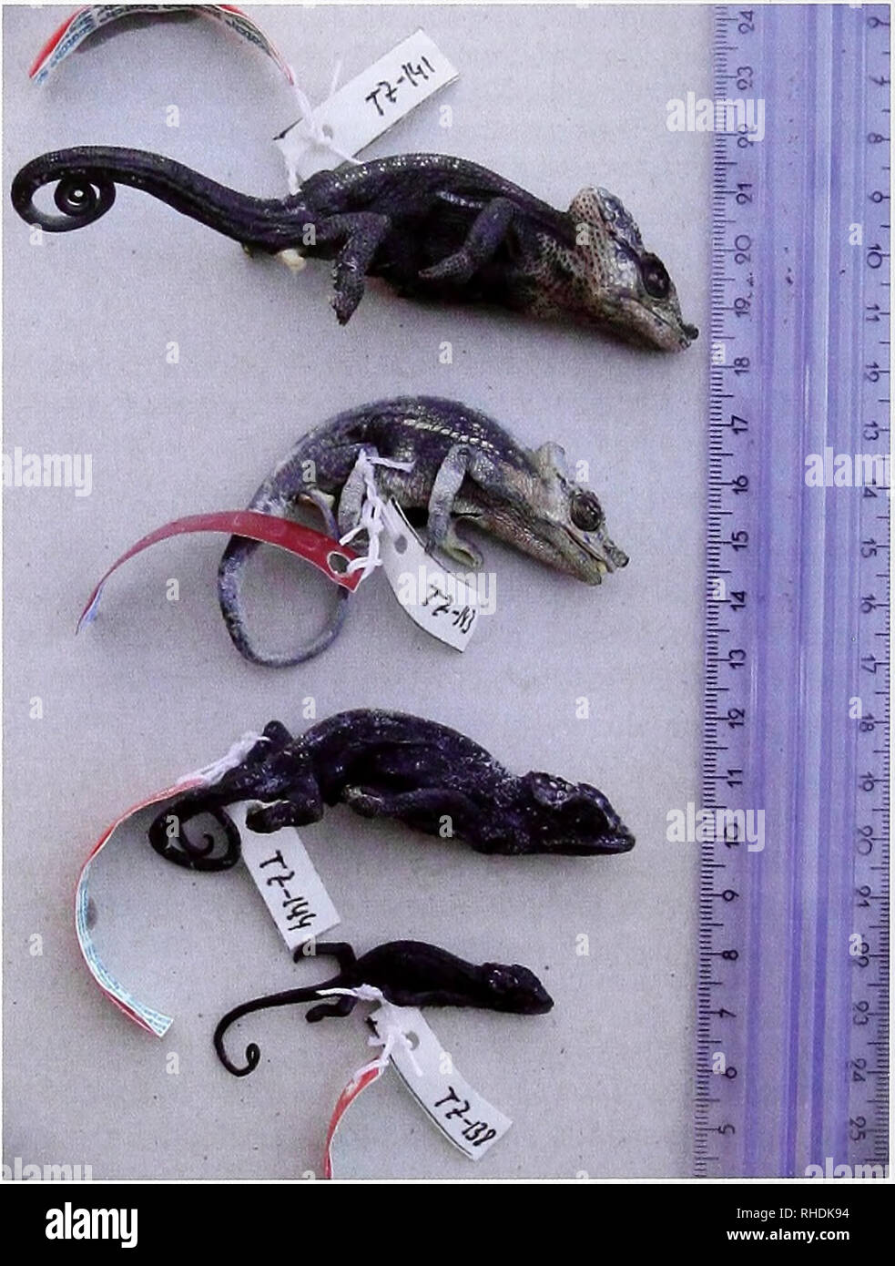 . Bonn zoological bulletin. Zoology. ZFMK collection are the unhatched ...