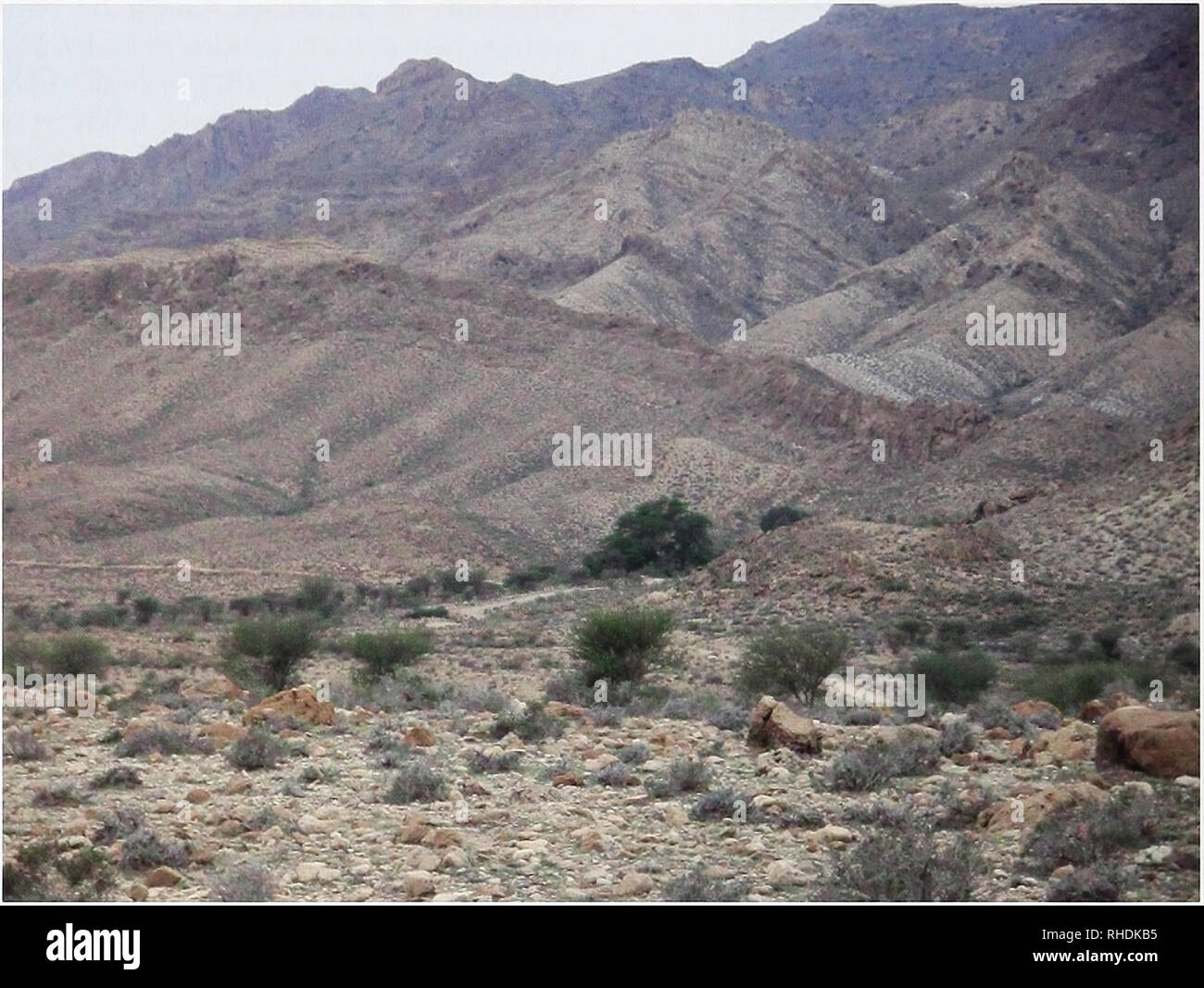 Acacia tortilis ssp raddiana hi-res stock photography and images - Alamy