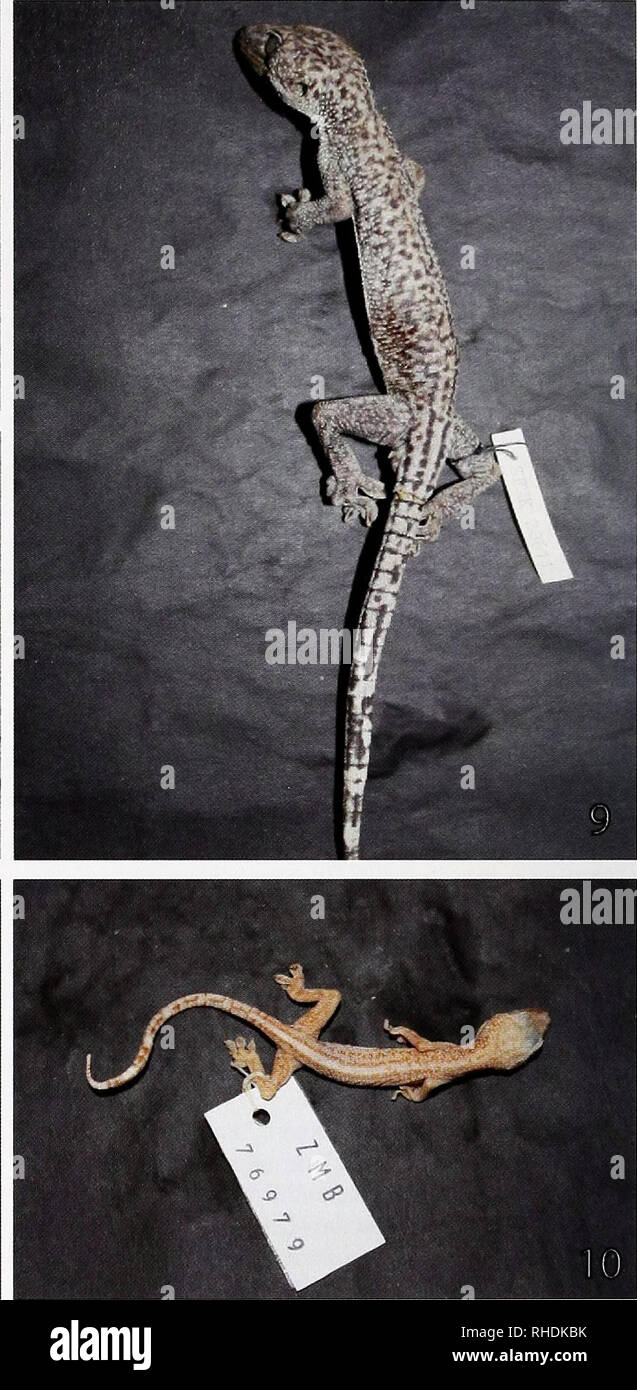 . Bonn zoological bulletin. Zoology. Figs 6-10. 6. Syntype of ...