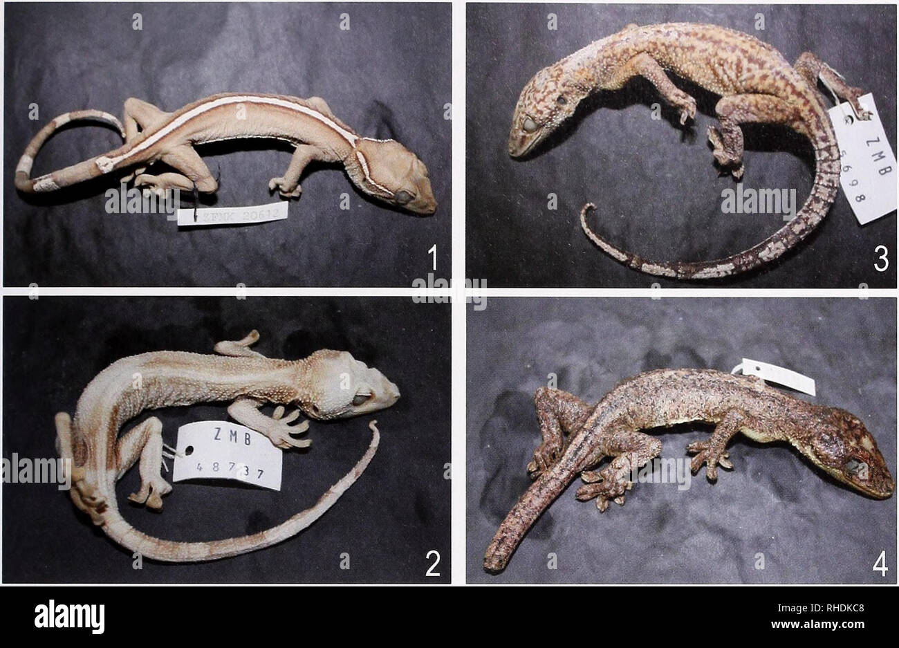 . Bonn zoological bulletin. Zoology. Studies on the taxonomy of the ...