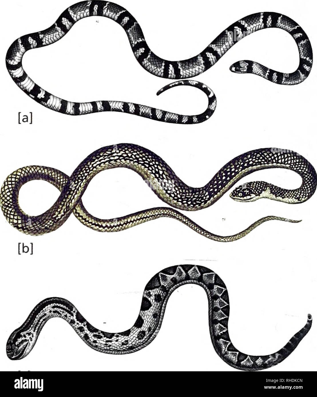 Boa reticulata hi-res stock photography and images - Alamy