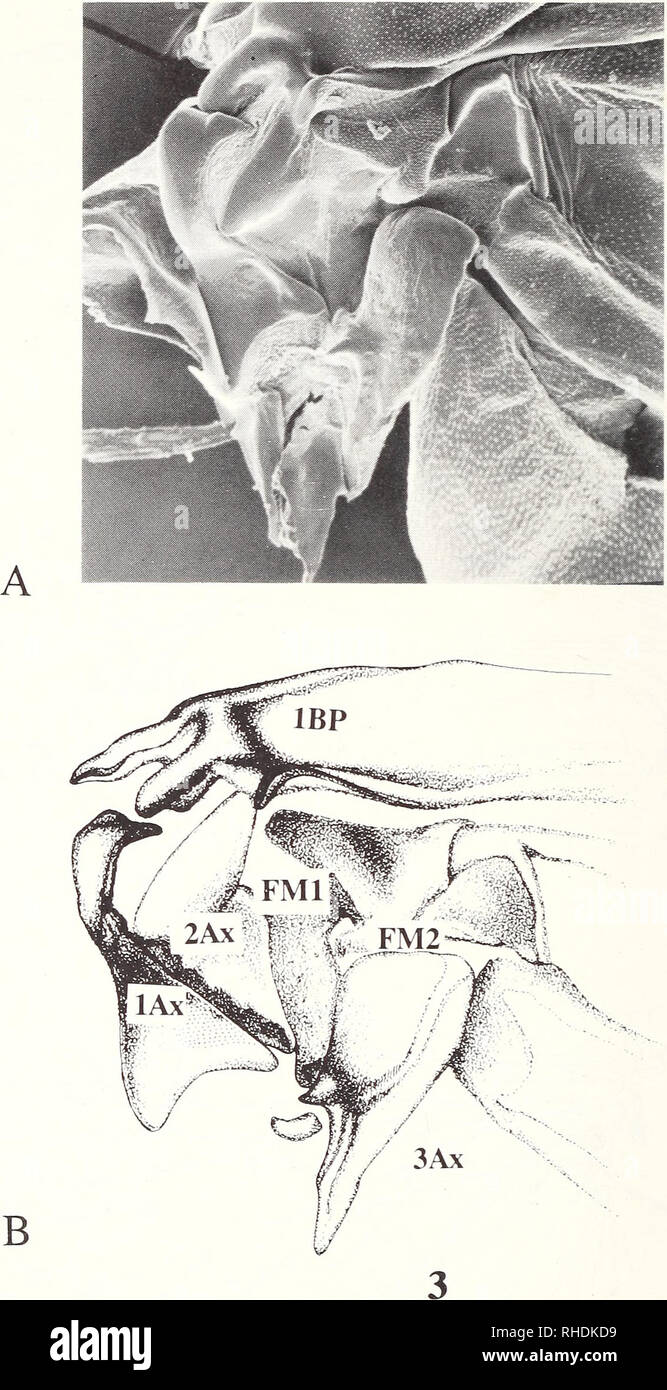 Distal Fragment High Resolution Stock Photography and Images - Alamy