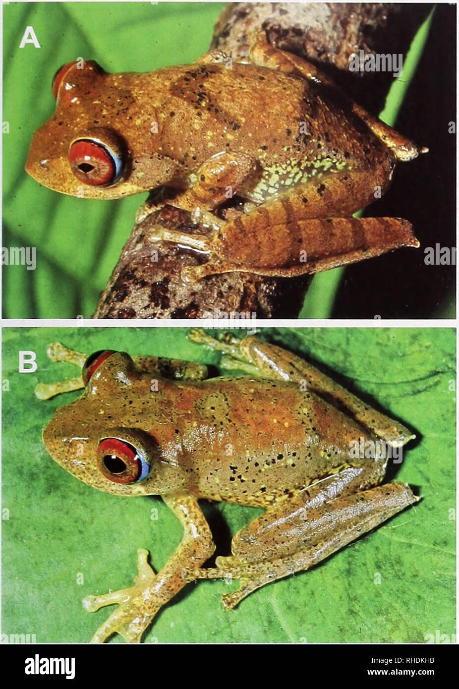 Boophis boehmei hi-res stock photography and images - Alamy