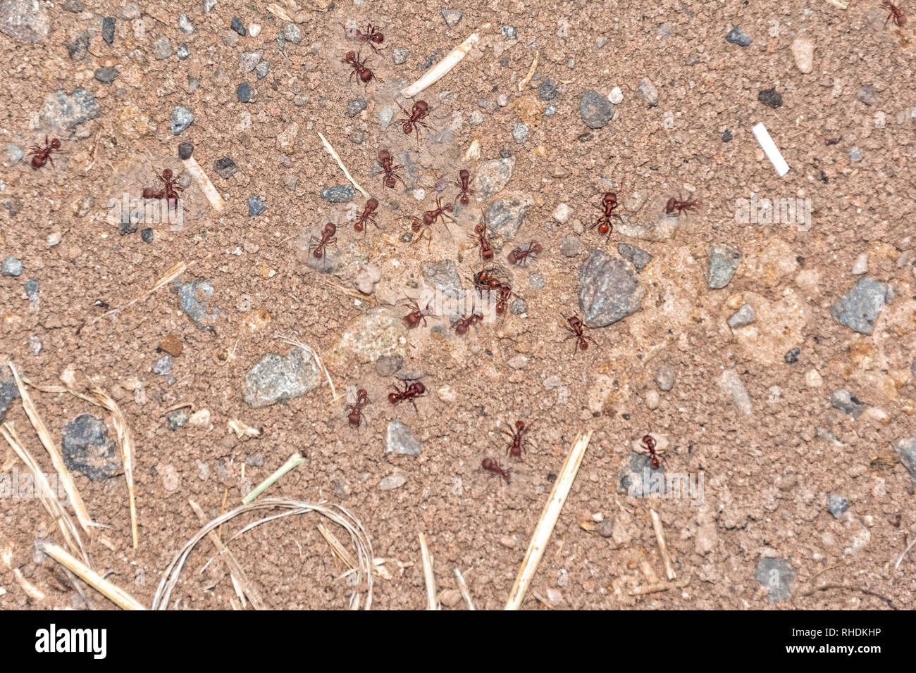 Group of ants top view Stock Photo - Alamy