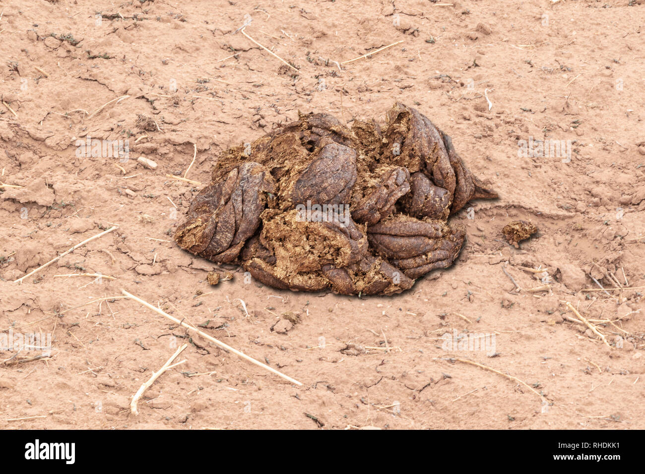 Cow dung on ground Stock Photo - Alamy