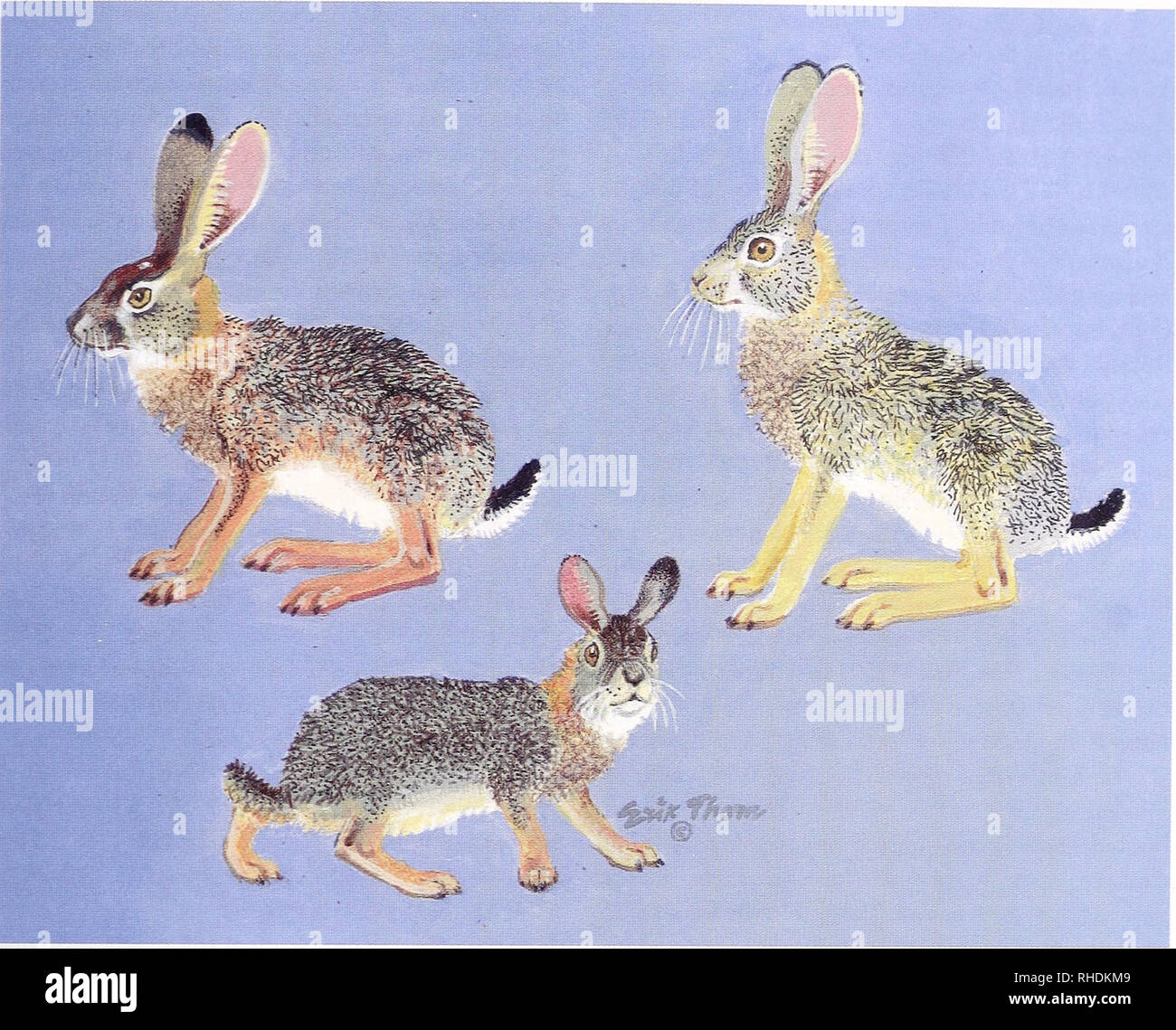 Sw uganda hi-res stock photography and images - Alamy