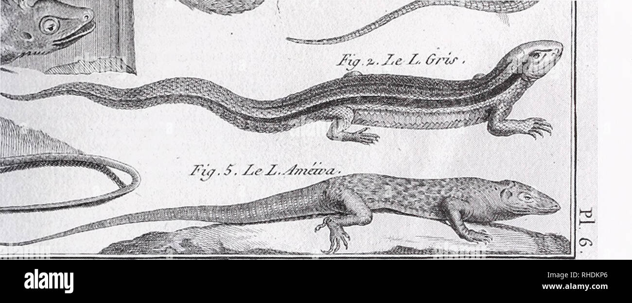 . Bonn zoological bulletin. Zoology. Fig. 5. Excerpt with "Lezard gris ...