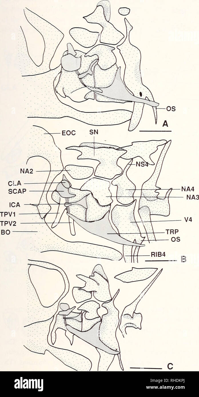 Phoxinus erythrogaster hi-res stock photography and images - Alamy