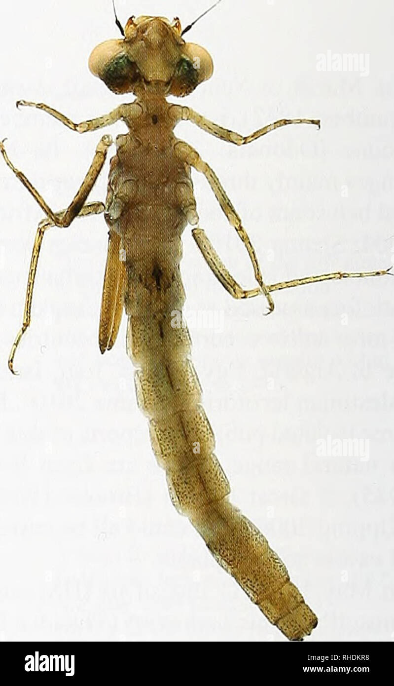 Ischnura senegalensis larva hi-res stock photography and images - Alamy