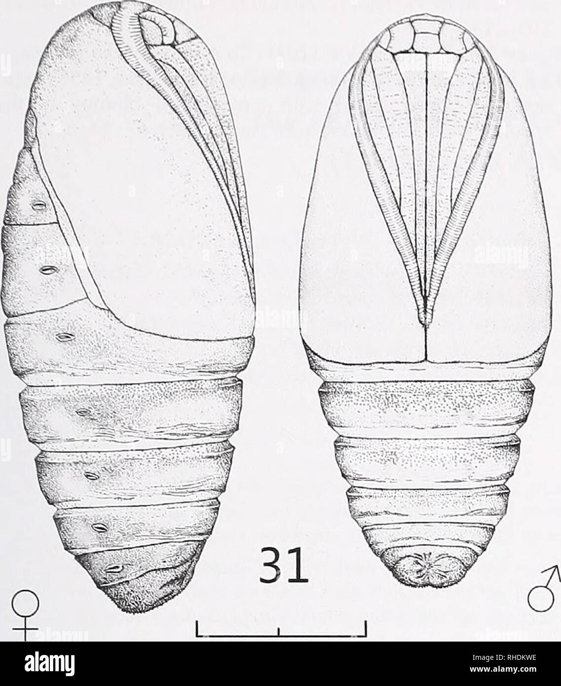 . Bonn zoological bulletin. Zoology. The prciniaginal stages of ...