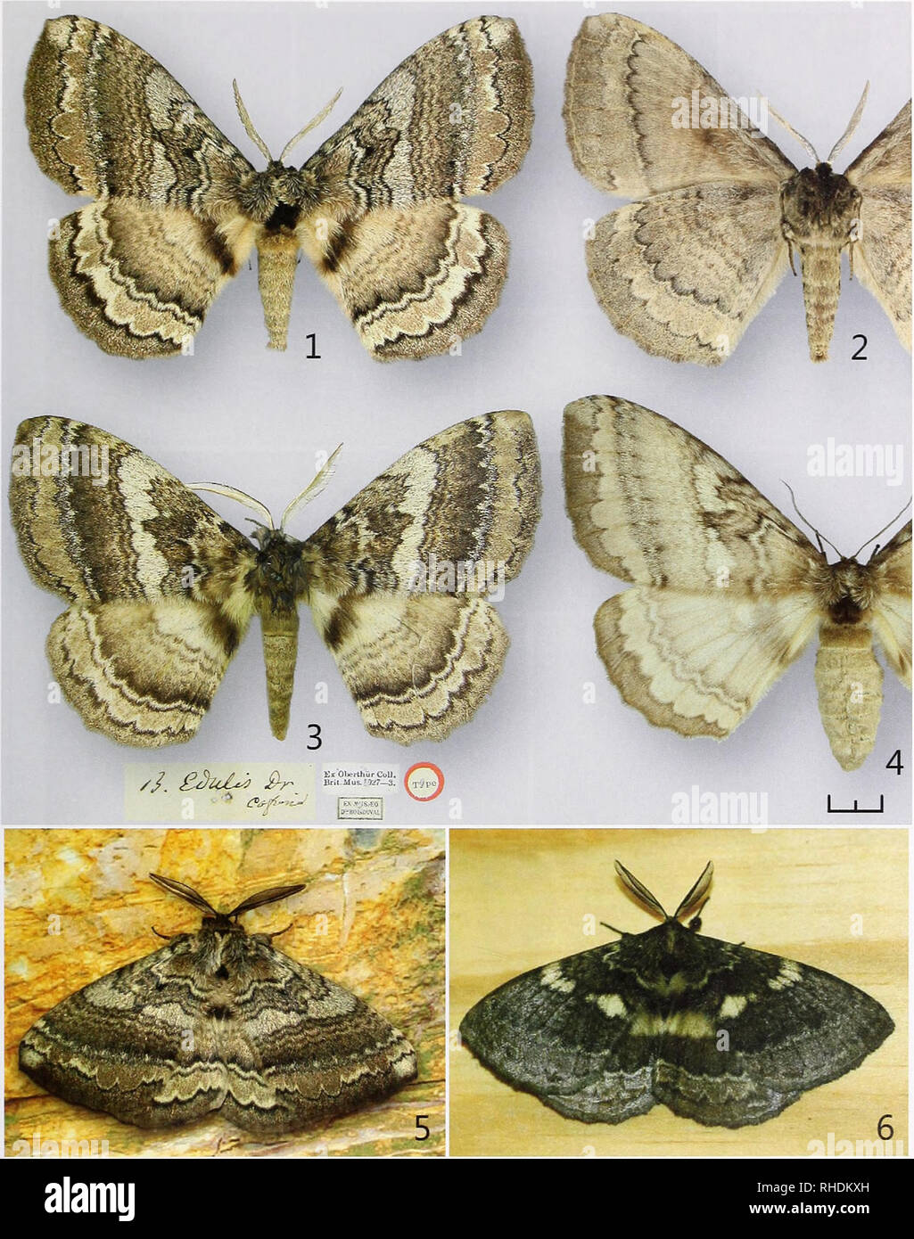 . Bonn zoological bulletin. Zoology. The preimaginal stages of ...