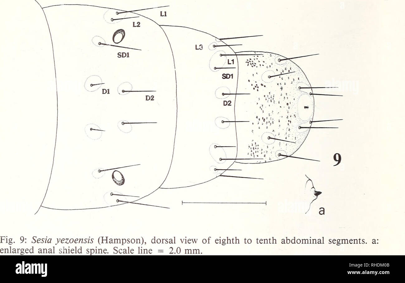 Tabanus chrysurus hi-res stock photography and images - Alamy