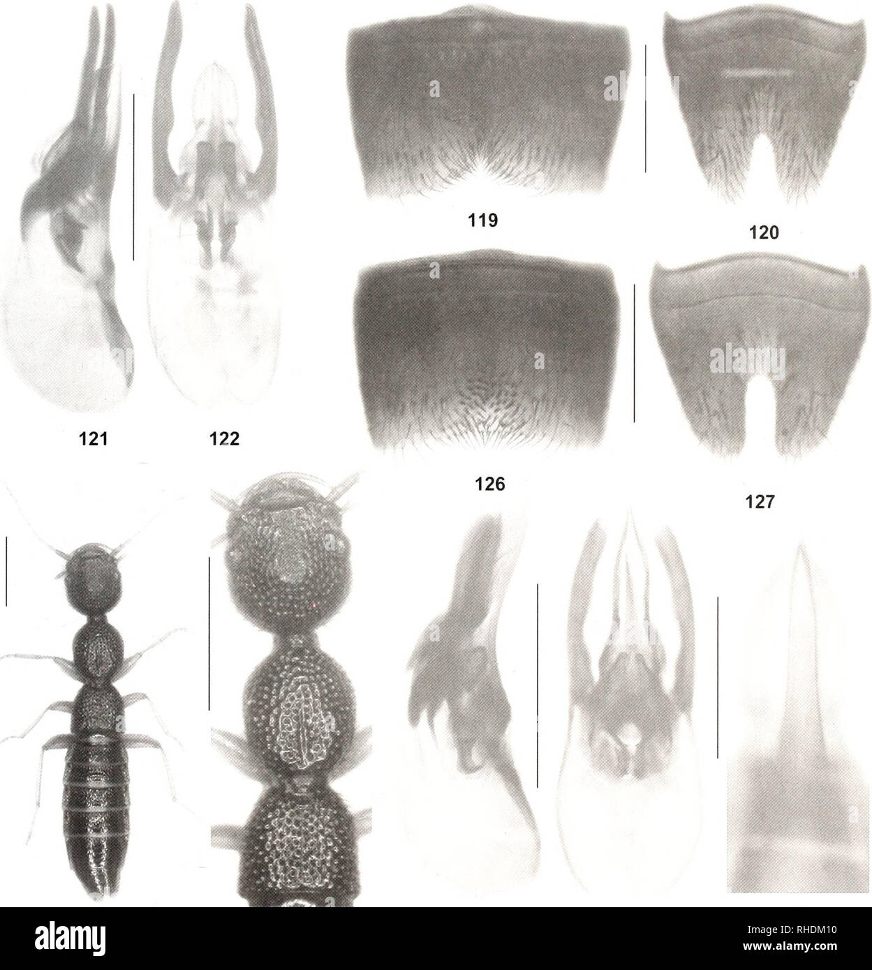 Downy Beard High Resolution Stock Photography and Images - Alamy