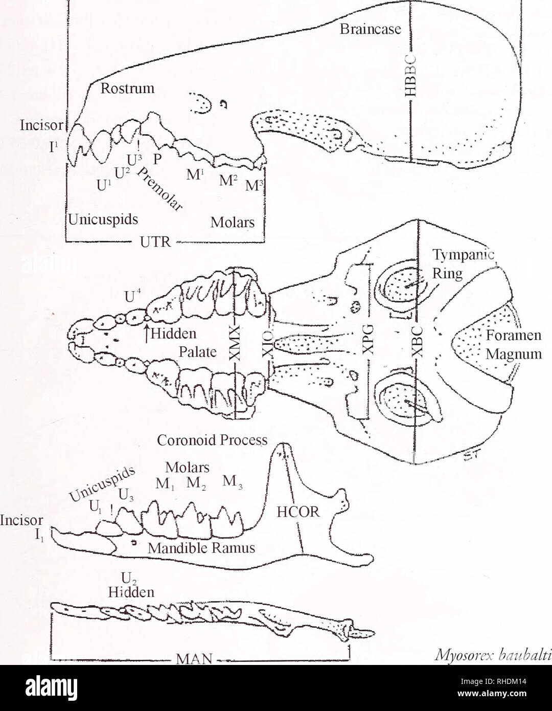 . Bonner zoologische Monographien. Zoology. THORN & KERBIS PETERHANS ...