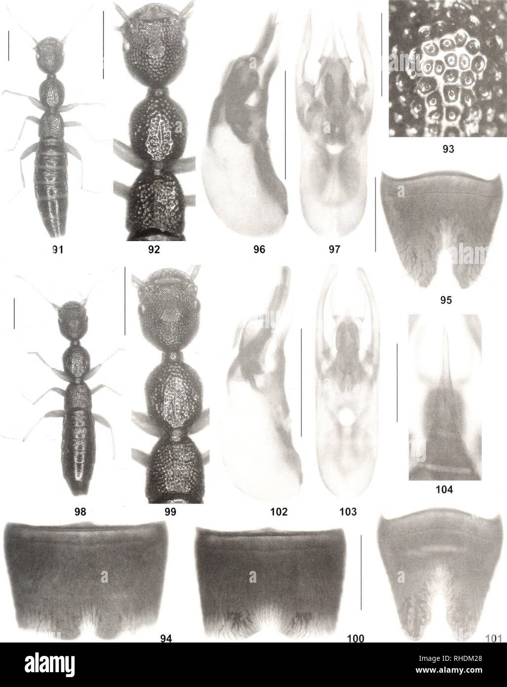 . Bonn zoological bulletin. Zoology. On the Nazcris fauna of China II ...