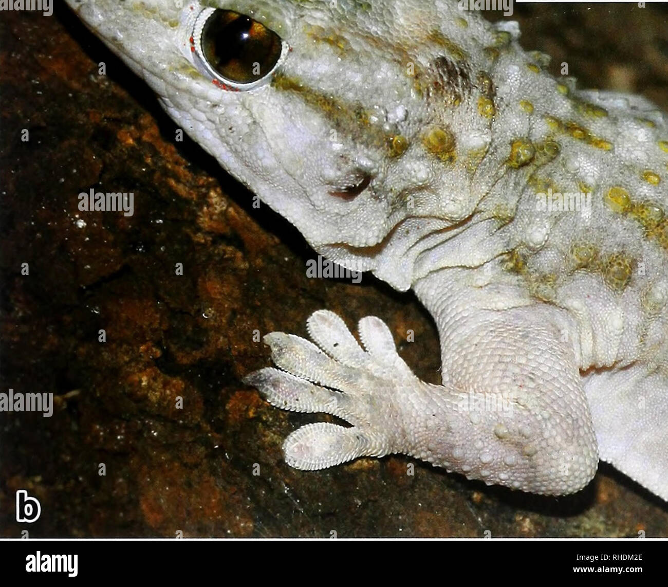 Trombiculid mites hi-res stock photography and images - Alamy