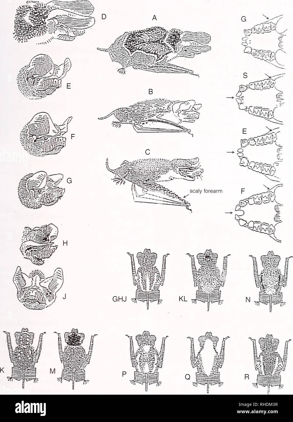 M bivittatus hi-res stock photography and images - Alamy