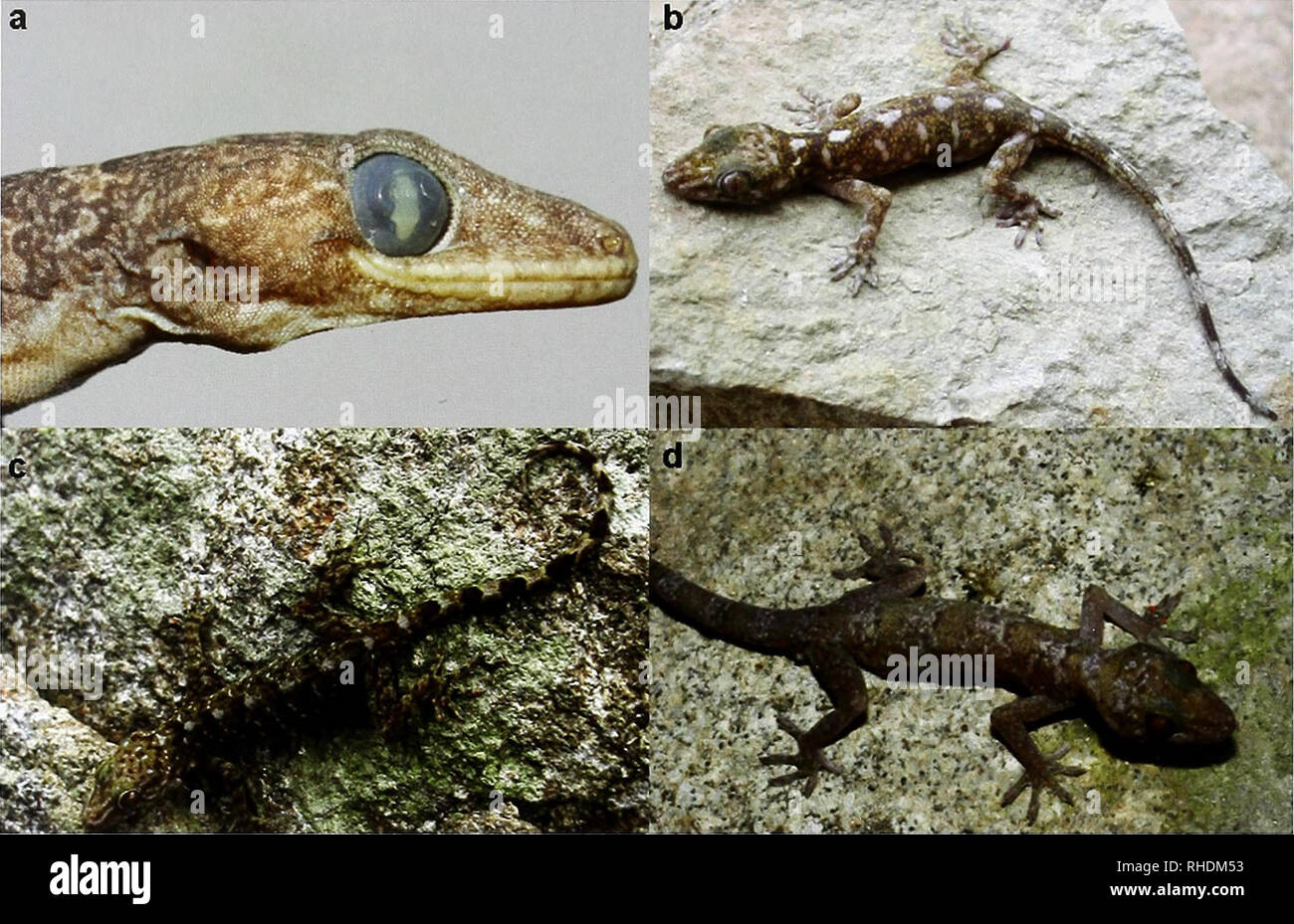 . Bonn zoological bulletin. Zoology. 142 Thomas Ziegler & Truong Quang ...