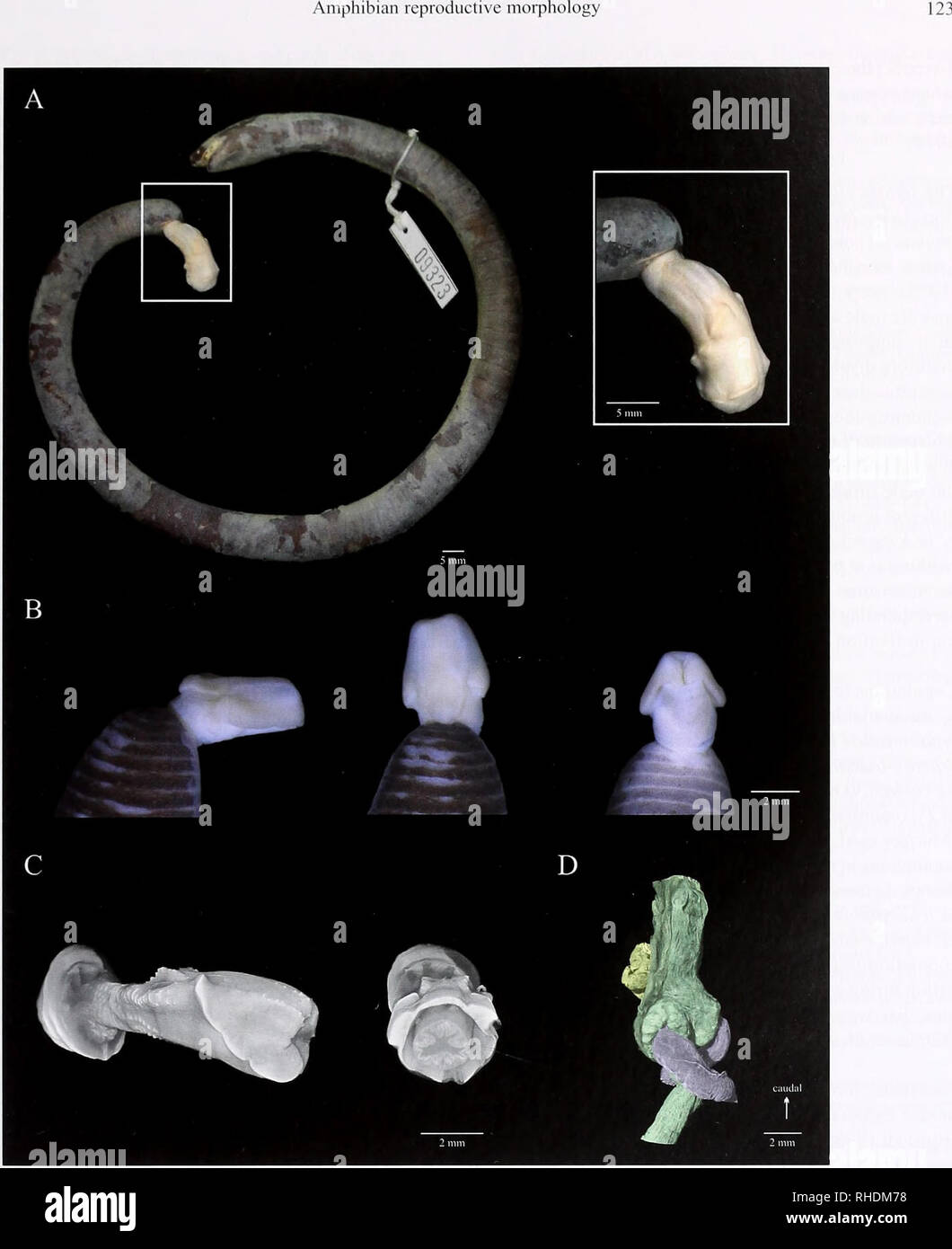 Caeciliidae hi-res stock photography and images - Alamy