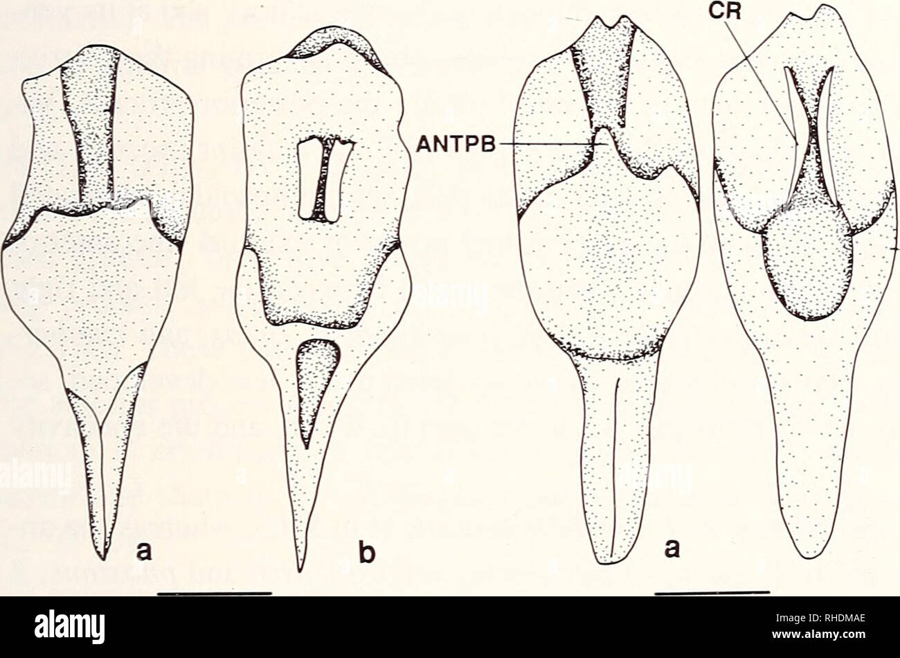 . Bonner zoologische Monographien. Zoology. 93 the ventral side of the ...