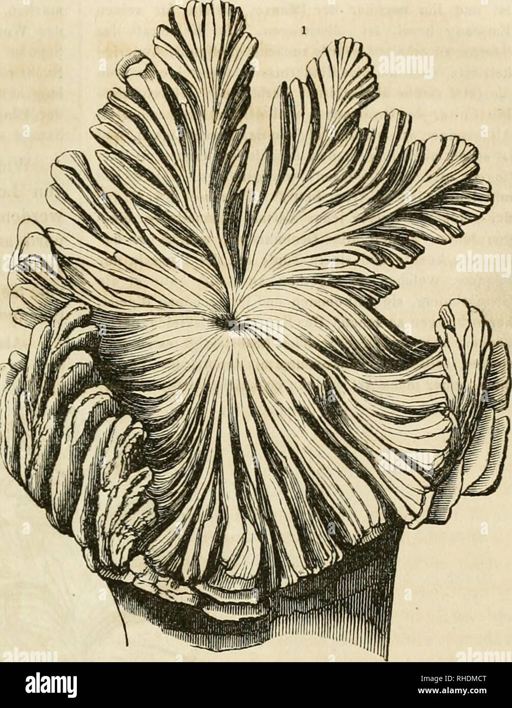 Die parasiten hi-res stock photography and images - Alamy