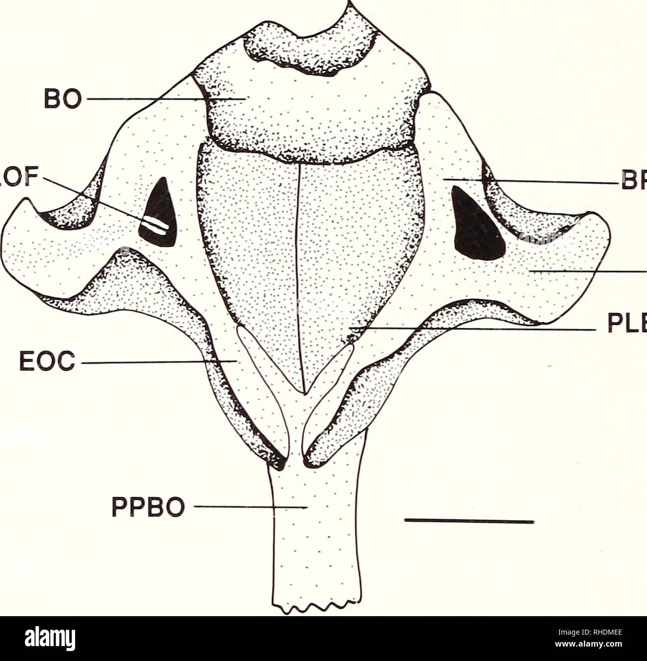 . Bonner zoologische Monographien. Zoology. 86 A lateral extrascapular ...