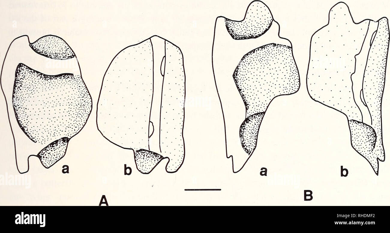 . Bonner zoologische Monographien. Zoology. 85. Fig.48: Pterotic of (A ...
