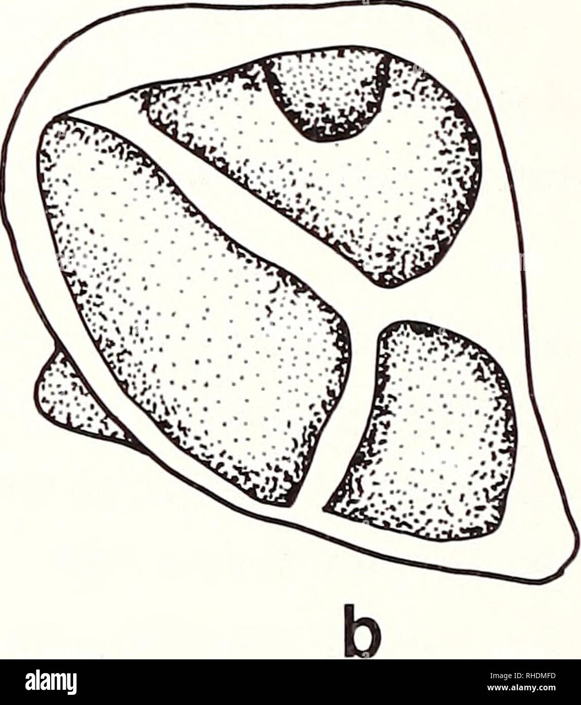 . Bonner zoologische Monographien. Zoology. Fig.47: Epioccipital of ...
