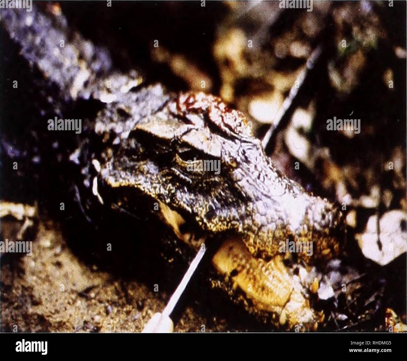 Causus hi-res stock photography and images - Alamy