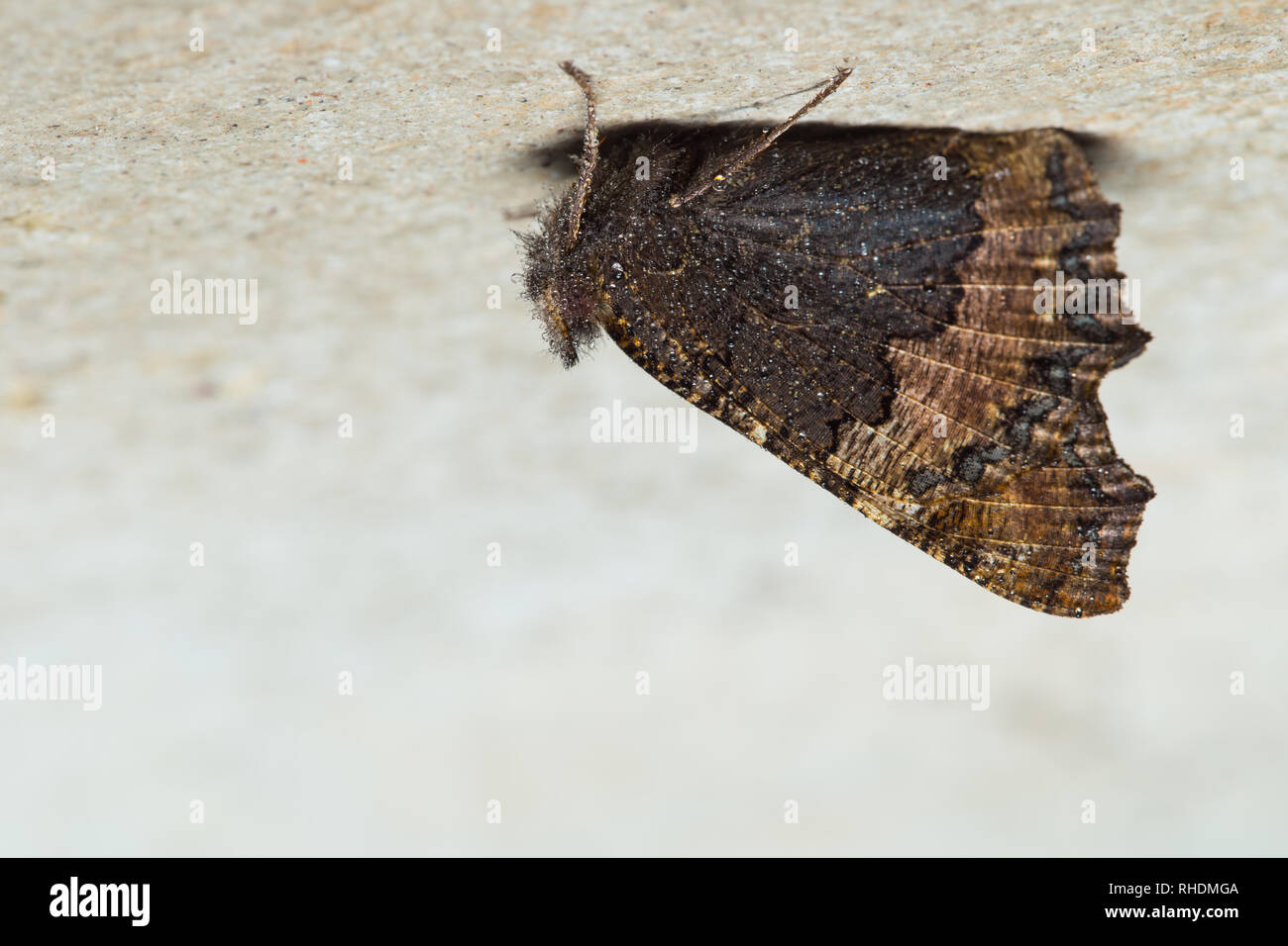 Small tortoiseshell butterfly winter hi-res stock photography and ...