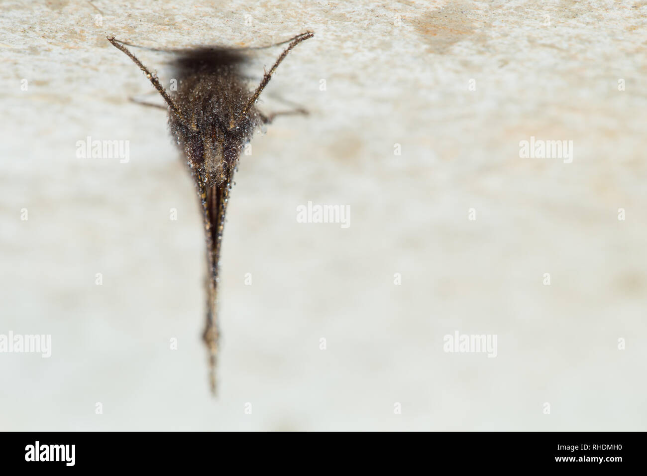 Tortoiseshell butterfly winter hi-res stock photography and images - Alamy