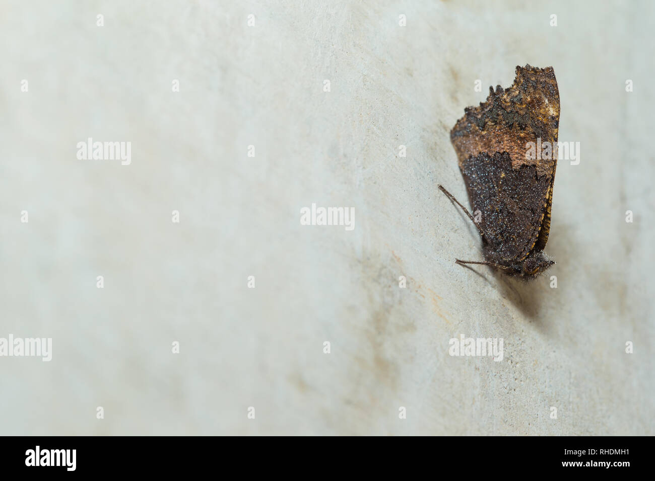 Small tortoiseshell butterfly winter hi-res stock photography and ...