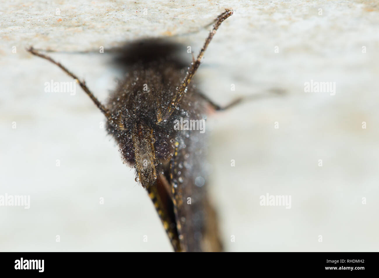 Small tortoiseshell butterfly winter hi-res stock photography and ...