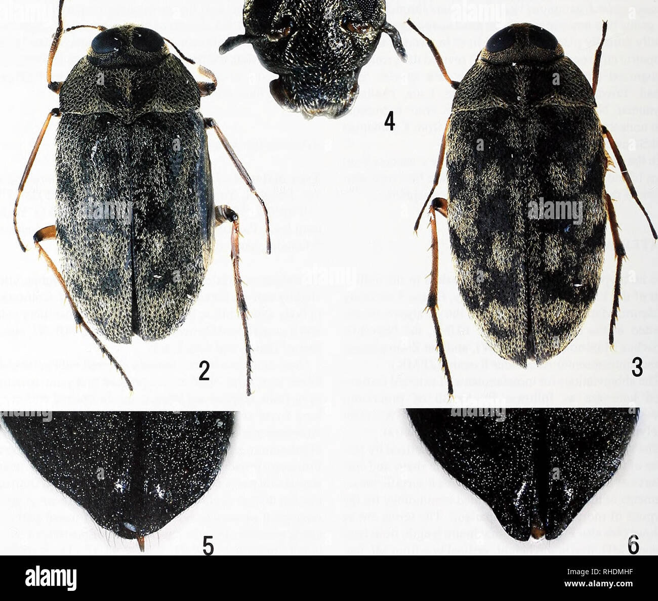 . Bonn zoological bulletin. Zoology. Fig. 1. Aedeagus in left aspect ...