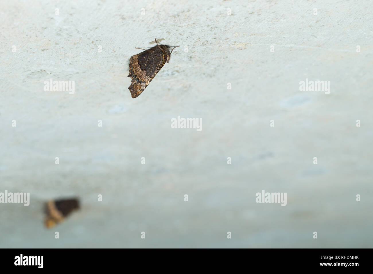 Tortoiseshell butterfly winter hi-res stock photography and images - Alamy