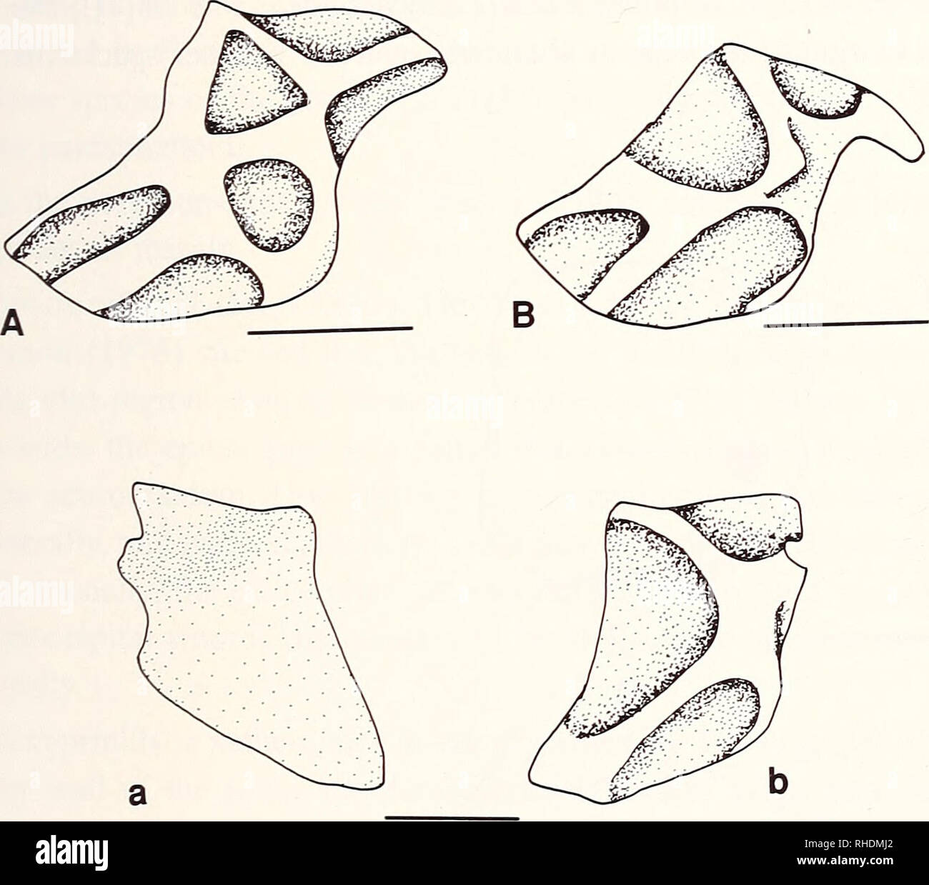 Paired parietal bones hi-res stock photography and images - Alamy