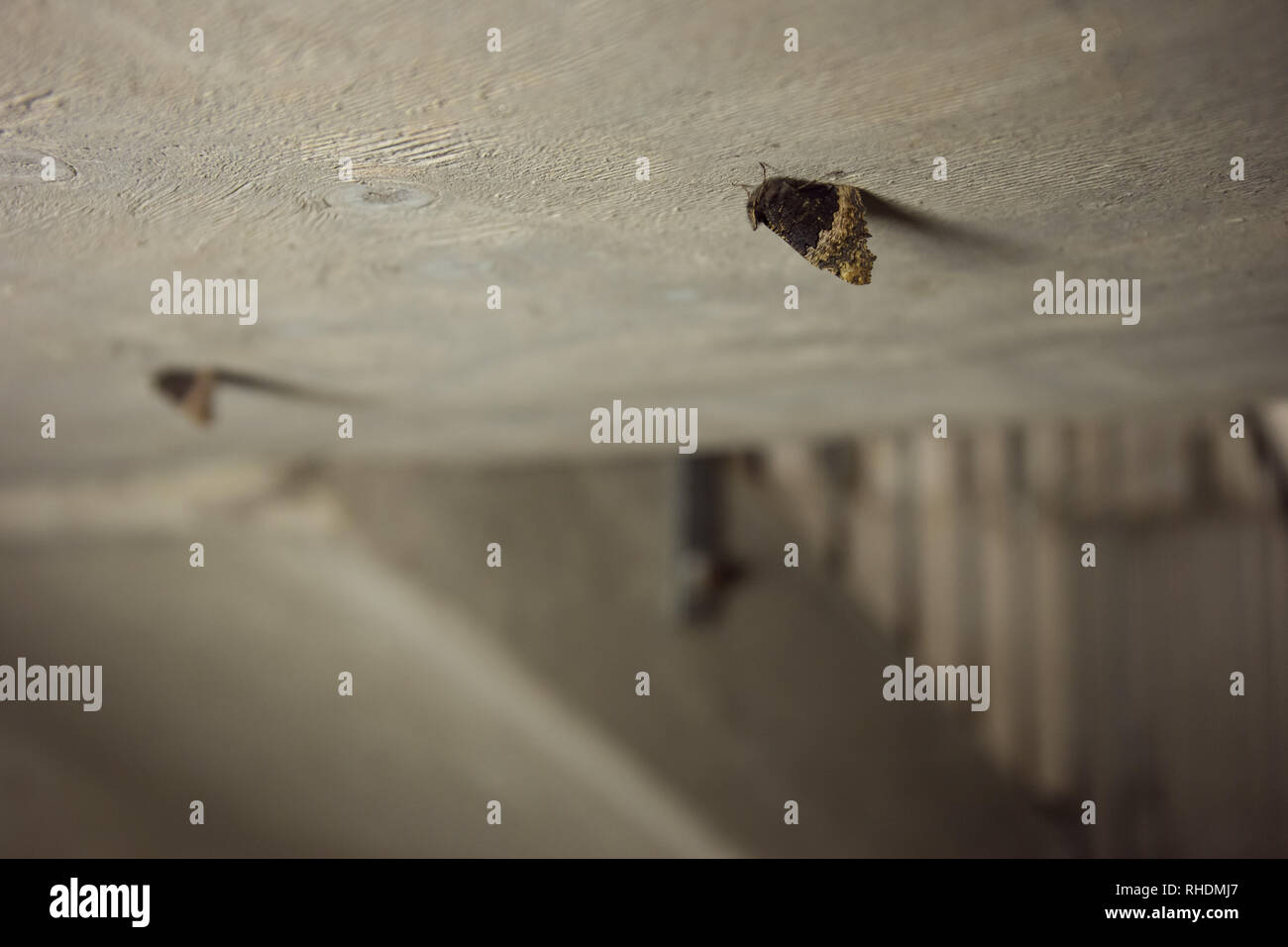Small tortoiseshell butterfly winter hi-res stock photography and ...