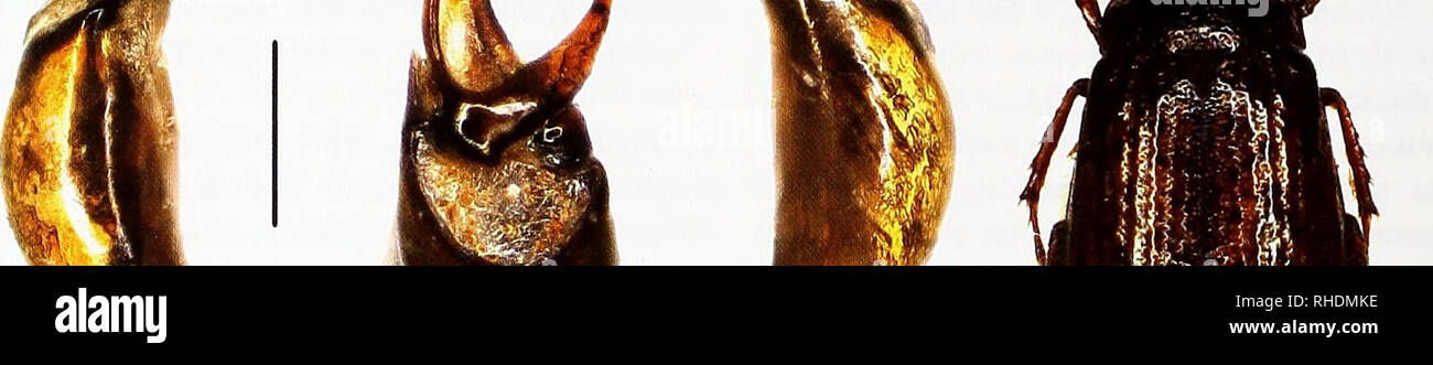 Serica sp hi-res stock photography and images - Alamy