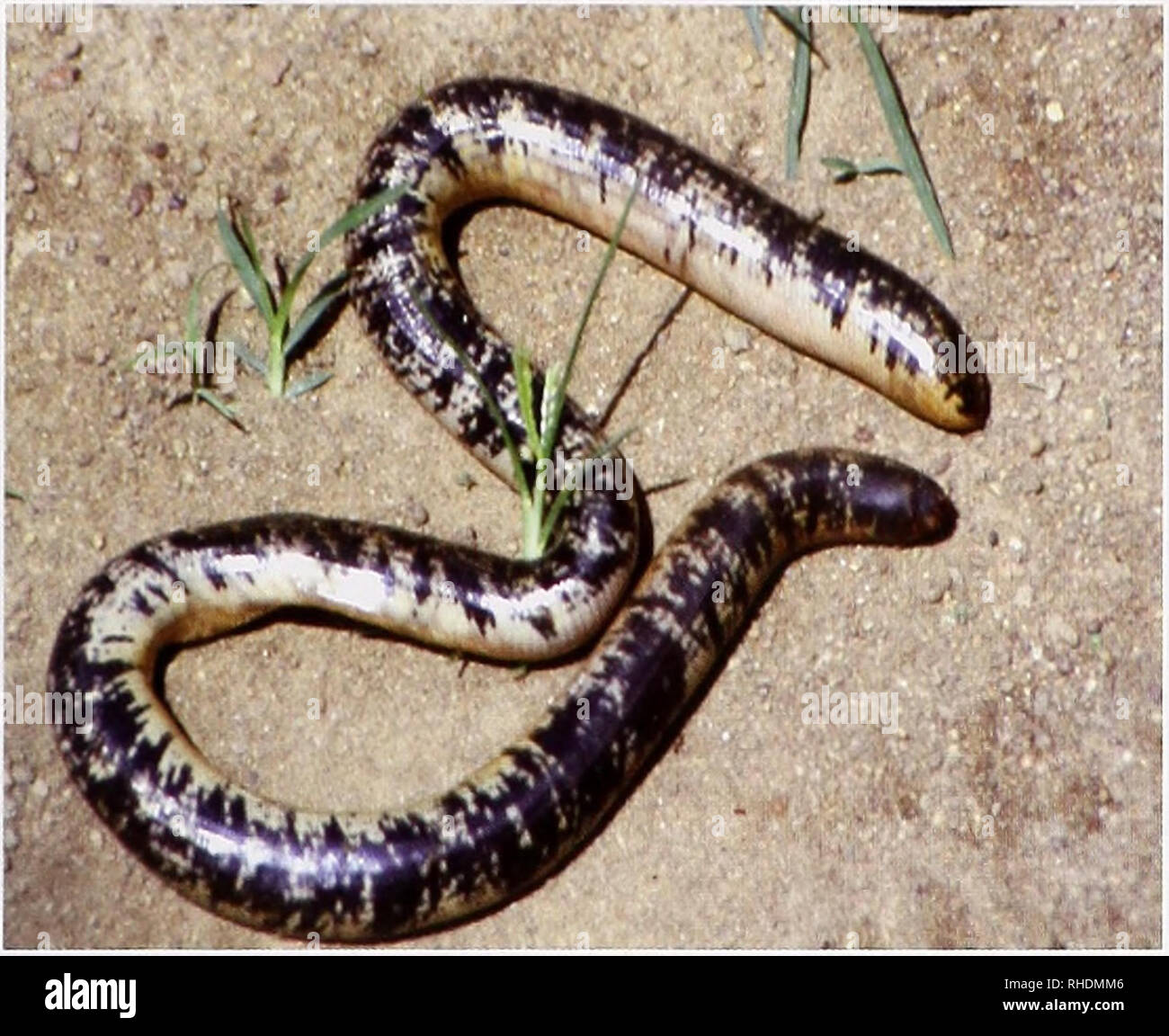 . Bonn zoological bulletin. Zoology. Amphibians and reptiles from ...