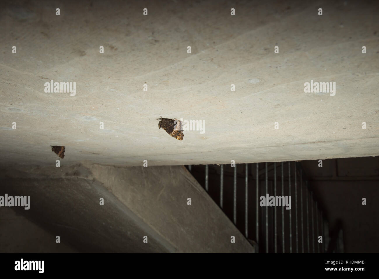 For winter hibernation hi-res stock photography and images - Alamy