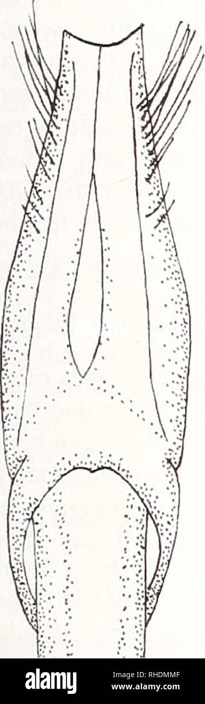 Micro dissection hi-res stock photography and images - Alamy