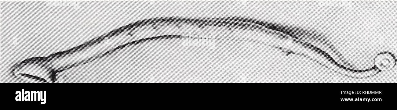 . Bonner zoologische Monographien. Zoology. UTEVSKY, ANTARCTIC ...