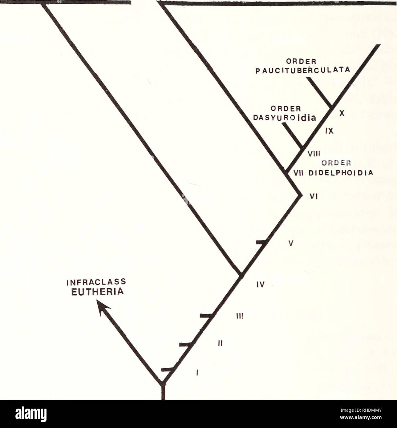 Theria infraclass hi-res stock photography and images - Alamy