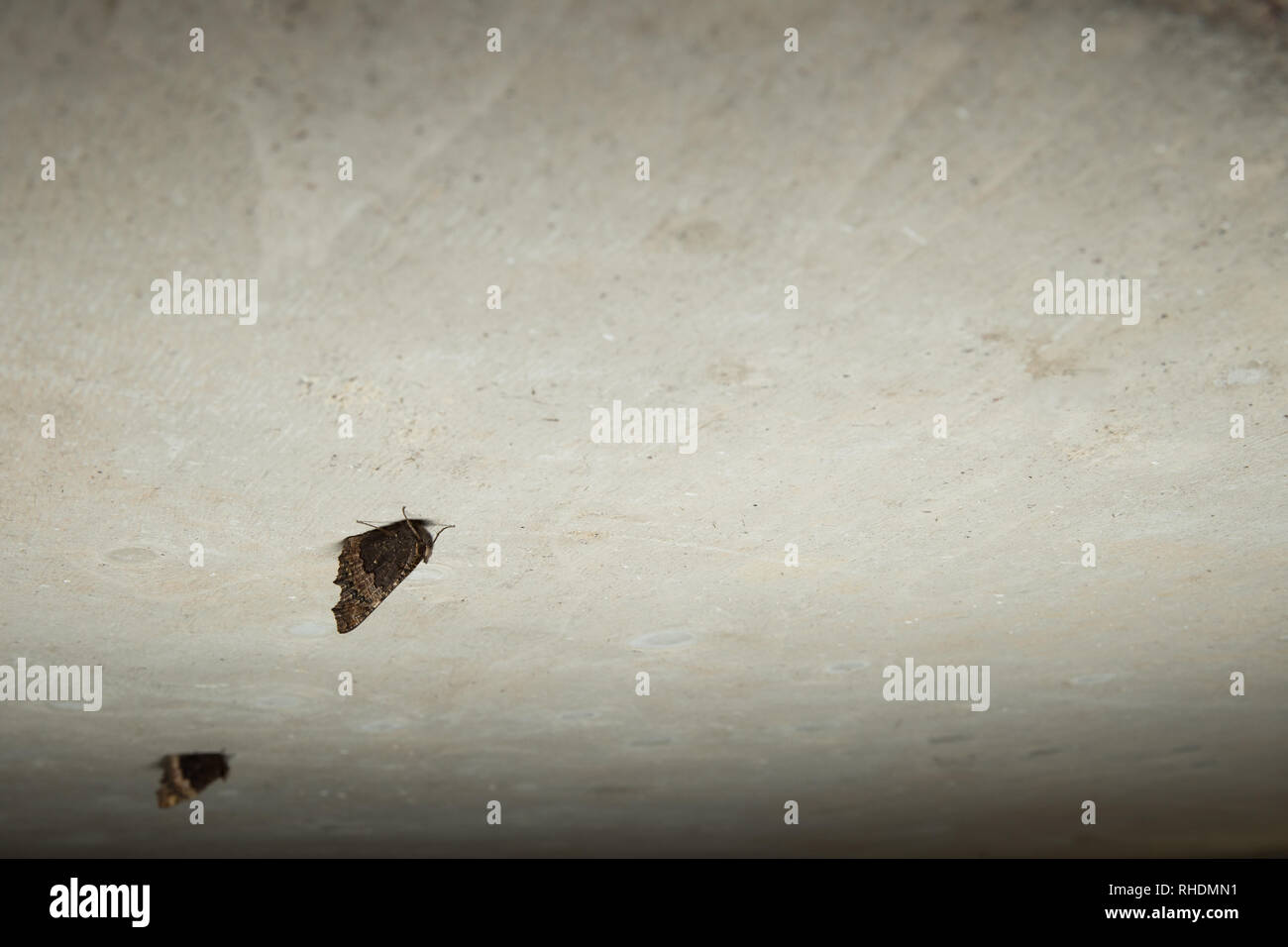 Small tortoiseshell butterfly winter hi-res stock photography and ...