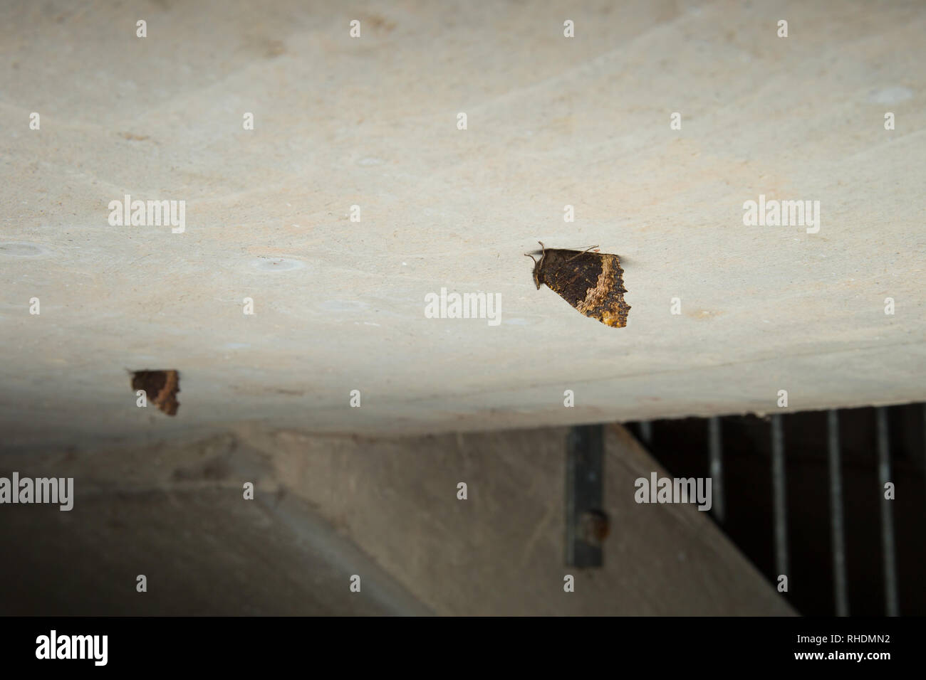 For winter hibernation hi-res stock photography and images - Alamy