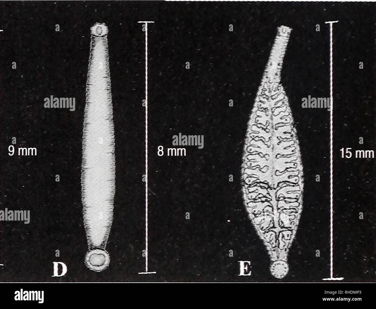 . Bonner zoologische Monographien. Zoology. FIG. 53. Trulliobdella ...