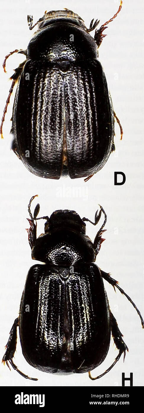 . Bonn zoological bulletin. Zoology. Fig. 4A-D. A. kalabi sp. n ...