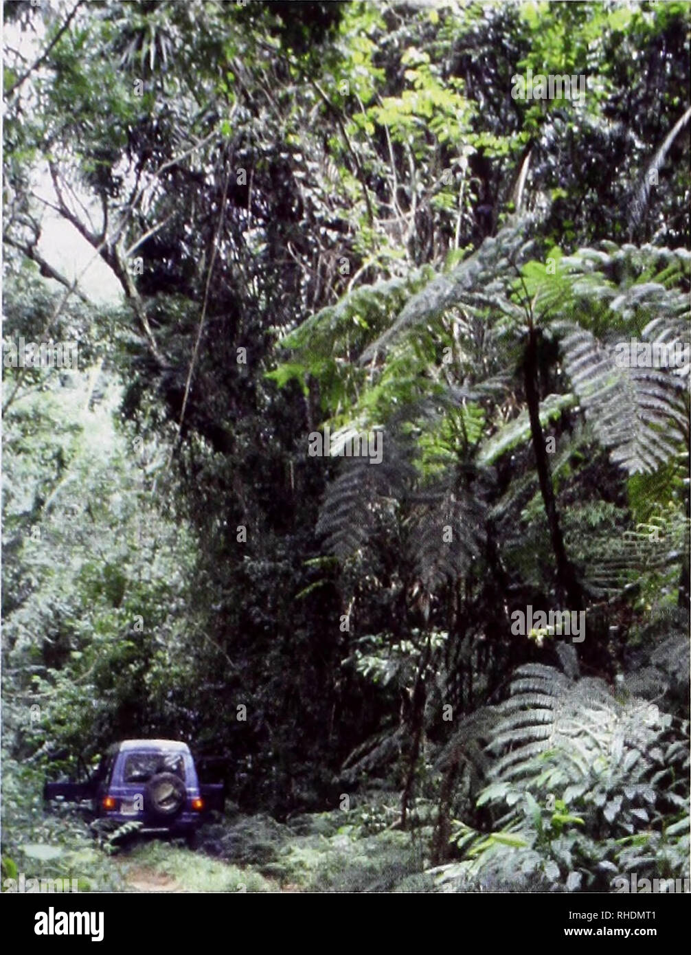 Philothamnus irregularis hi-res stock photography and images - Alamy