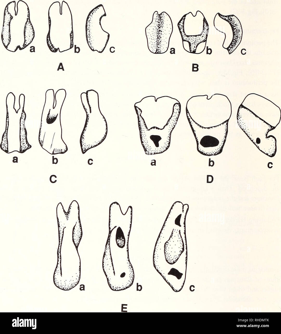 . Bonner zoologische Monographien. Zoology. 68. Fig.35: Kinethmoid of ...