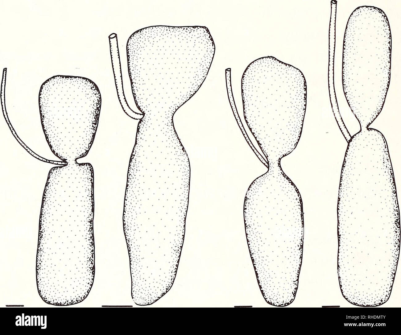 E tennesseensis hi-res stock photography and images - Alamy